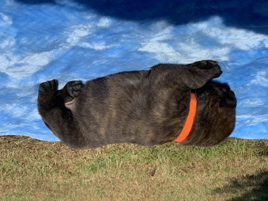 Raven and Gunner August 2021 « Mastiff Puppies for sale – Two Ponds Kennel