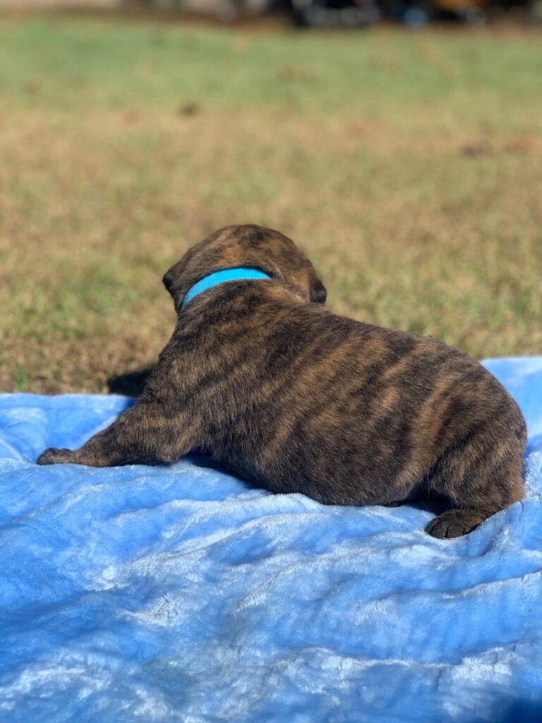 Raven and Gunner August 2021 « Mastiff Puppies for sale – Two Ponds Kennel
