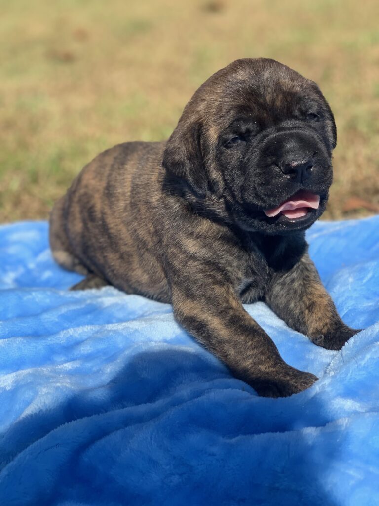Raven and Gunner August 2021 « Mastiff Puppies for sale – Two Ponds Kennel