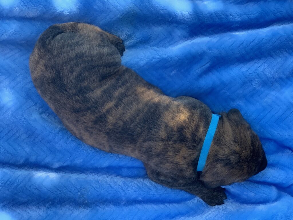 Raven and Gunner August 2021 « Mastiff Puppies for sale – Two Ponds Kennel