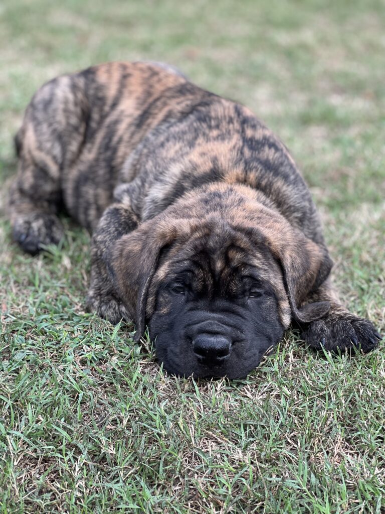 Raven and Gunner August 2021 « Mastiff Puppies for sale – Two Ponds Kennel