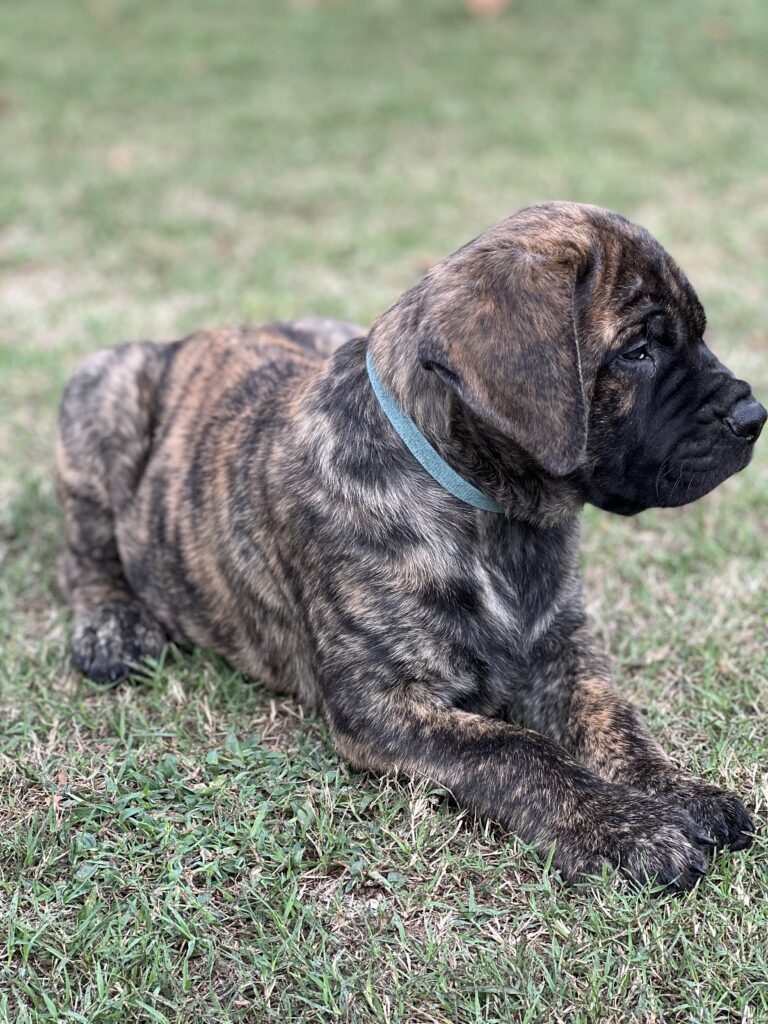 Raven and Gunner August 2021 « Mastiff Puppies for sale – Two Ponds Kennel