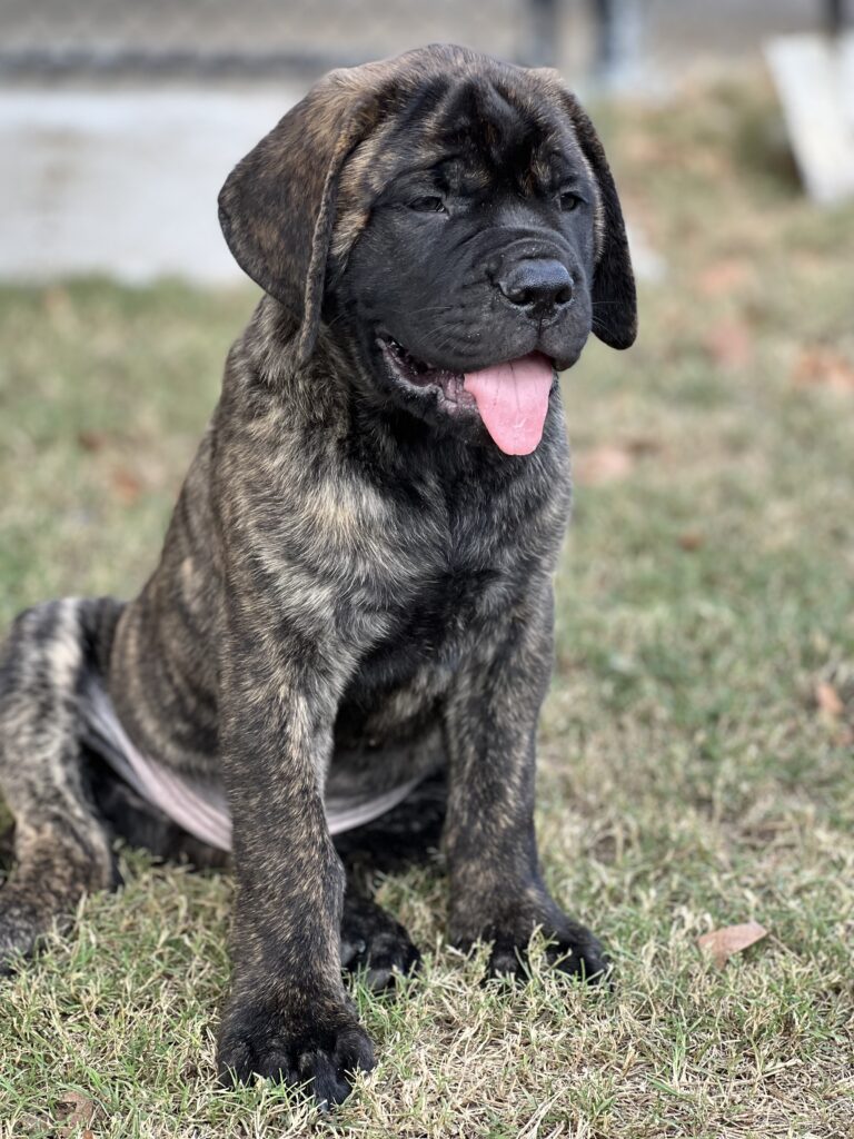 Raven and Gunner August 2021 « Mastiff Puppies for sale – Two Ponds Kennel