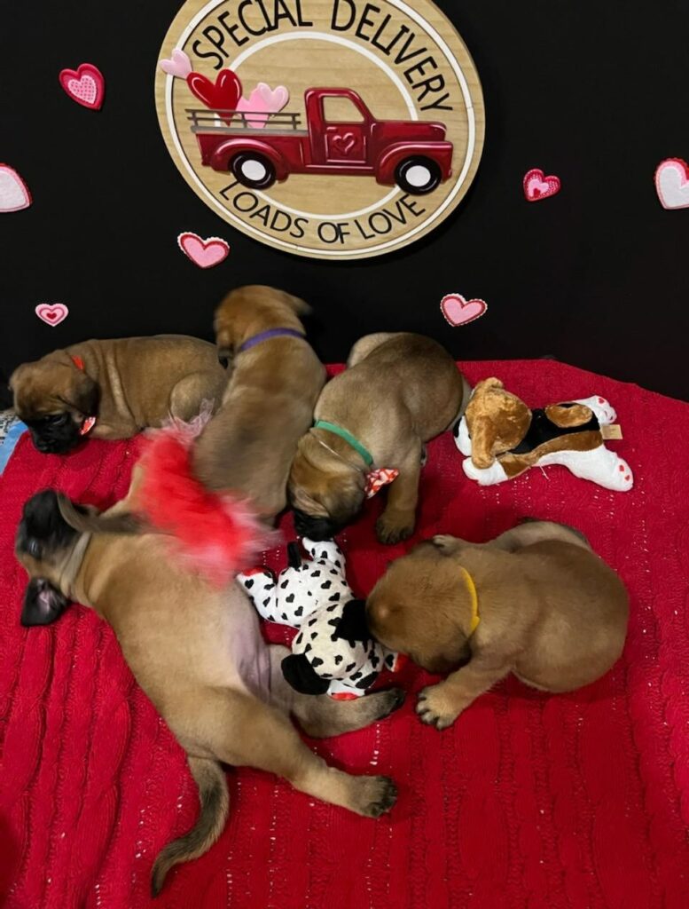 Callie and Gunner litter of 12-25-21 « Mastiff Puppies for sale – Two ...