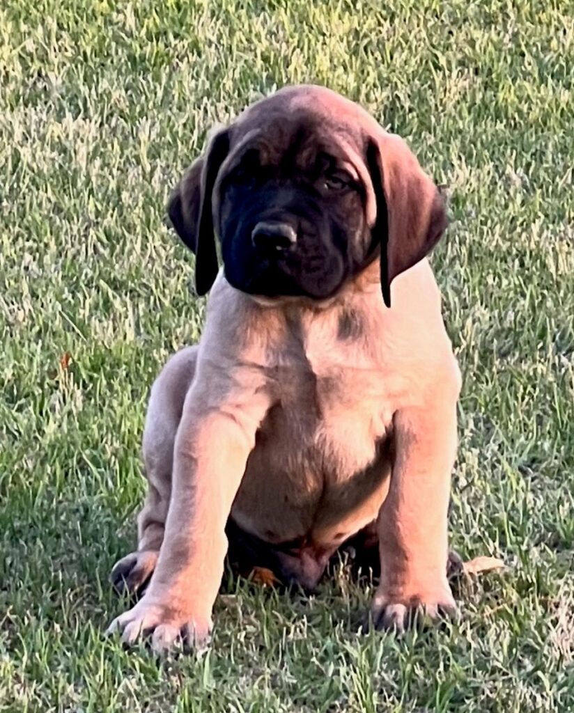 Raven and Gunner litter of Feb 26 2022 « Mastiff Puppies for sale – Two ...