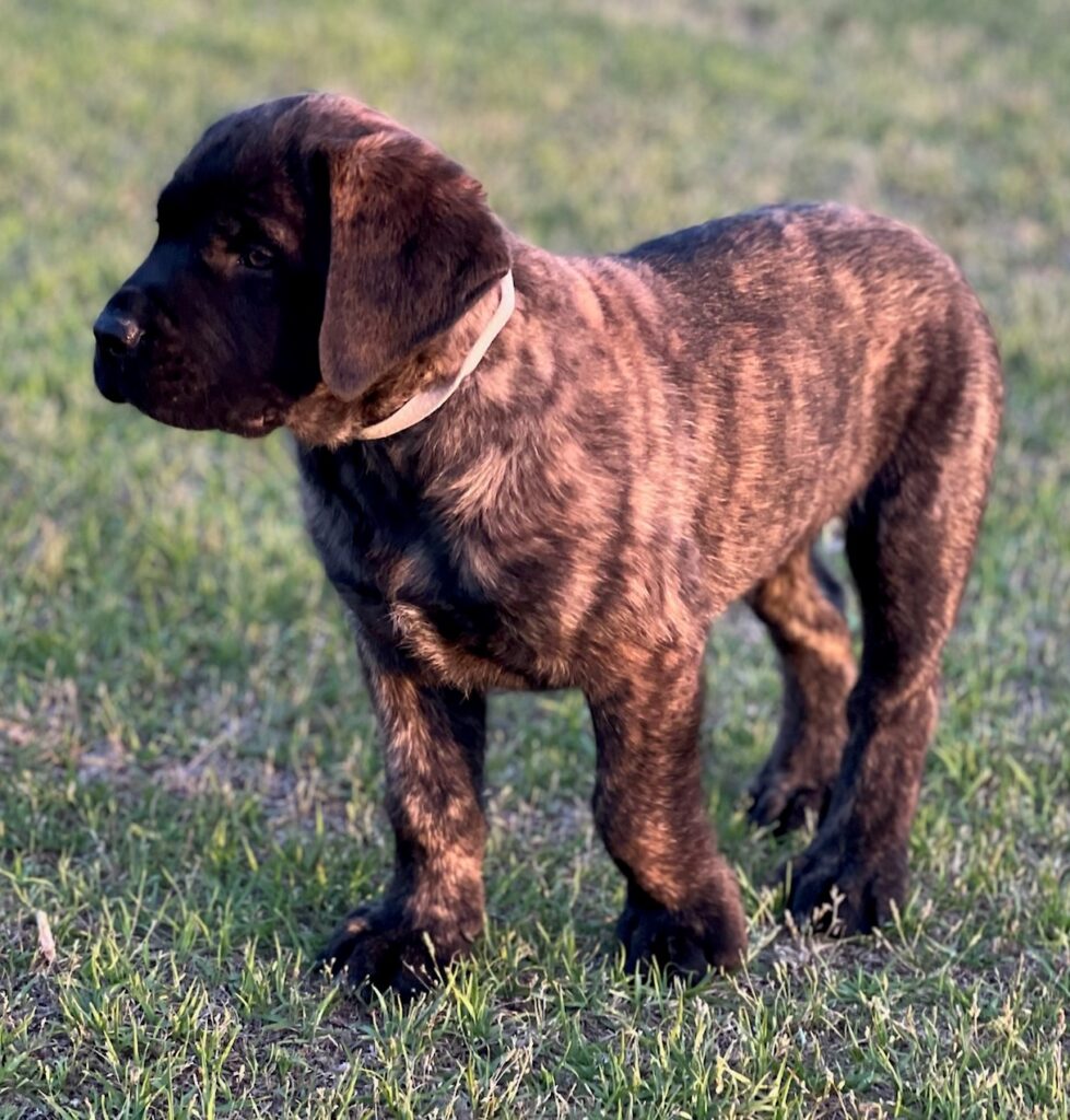 Raven and Gunner litter of Feb 26 2022 « Mastiff Puppies for sale – Two ...