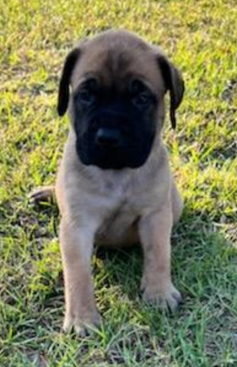Available Puppies « Mastiff Puppies for sale – Two Ponds Kennel
