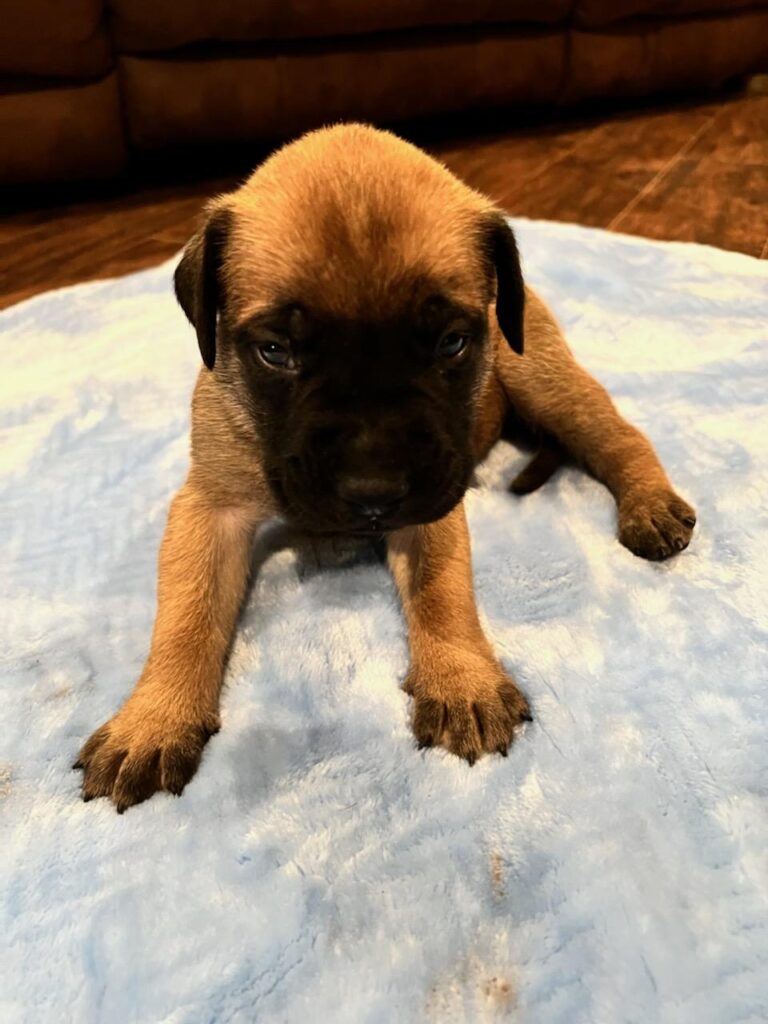 Available Puppies « Mastiff Puppies for sale – Two Ponds Kennel