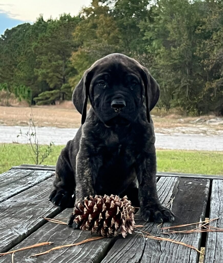 Raven and Gunner Sept 10 2022 « Mastiff Puppies for sale – Two Ponds Kennel