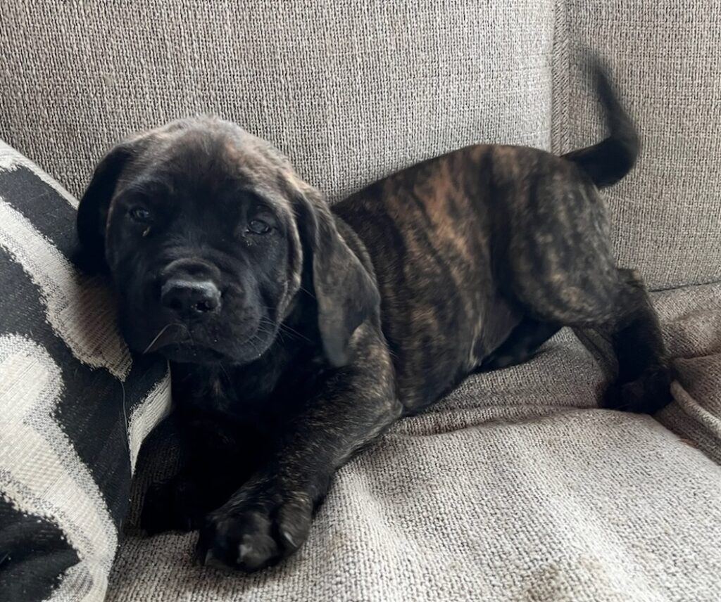 Raven and Gunner Sept 10 2022 « Mastiff Puppies for sale – Two Ponds Kennel