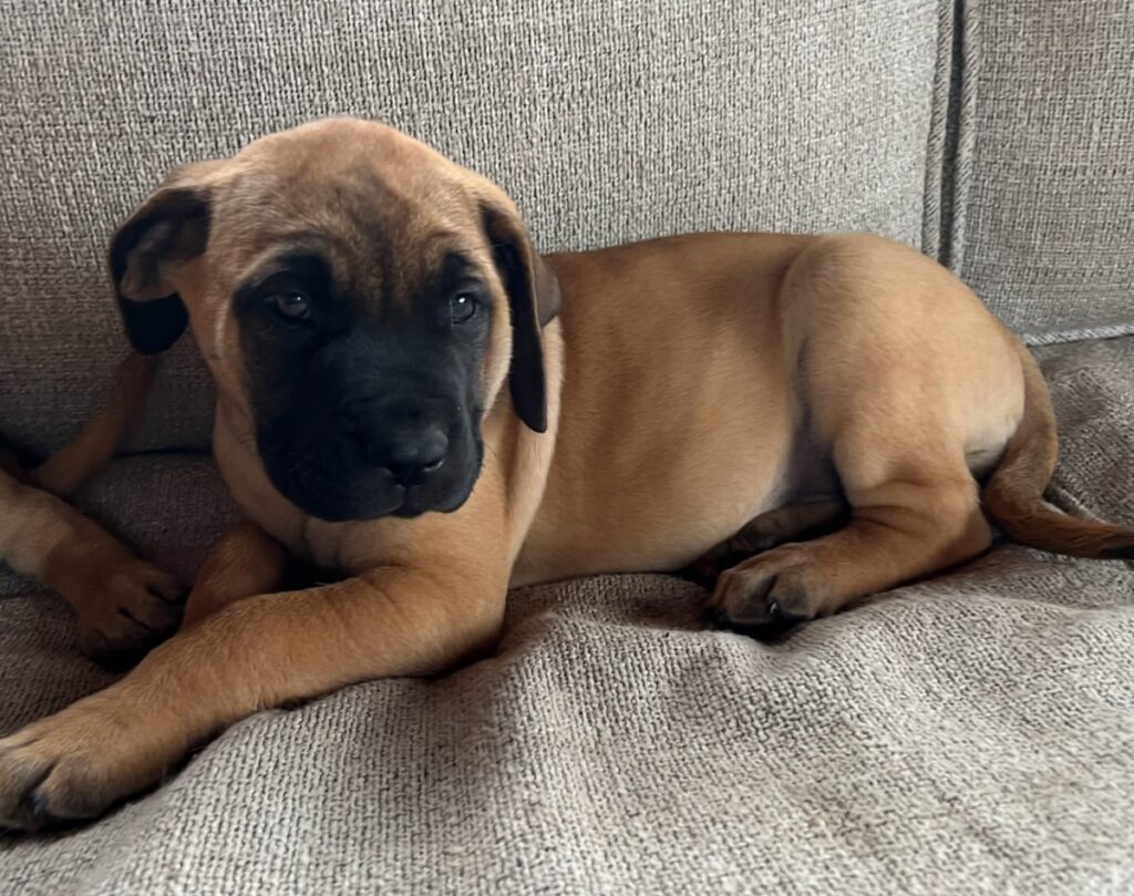 Raven and Gunner Sept 10 2022 « Mastiff Puppies for sale – Two Ponds Kennel
