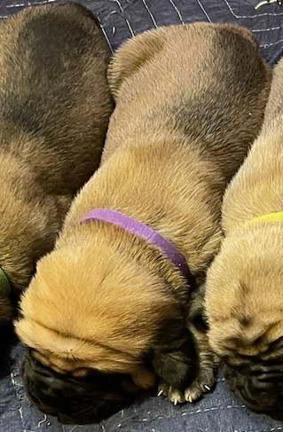 Purple 2 weeks « Mastiff Puppies for sale – Two Ponds Kennel